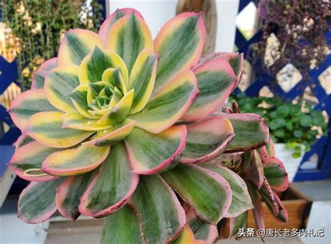 多肉燦爛法師到夏天就掉葉片和黑腐？如此養護每年都可以安全度夏