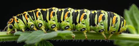 Premium Photo Green Caterpillar Crawling Slowly On Green Plant With Ample Space For Adding