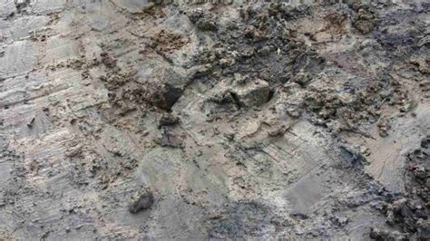 Suitable Crops For Clay Soil Clay Soil Properties Agri Farming