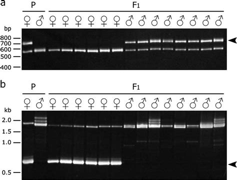 Sex Linkage Analysis Of Est Markers Electrophoretic Patterns Of U77376