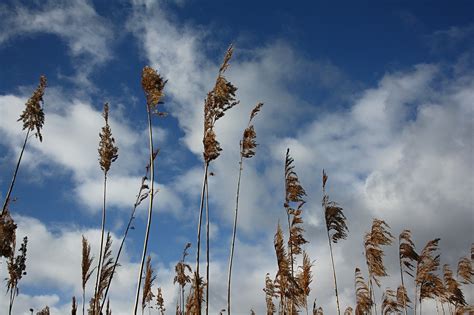 Cielo Verde Foto Gratis En Pixabay Pixabay