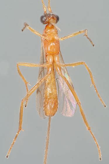Macrocentrus Bugguide Net