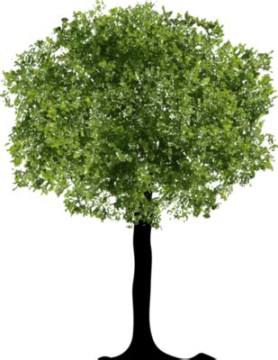 Tree Illustration PNGs For Free Download