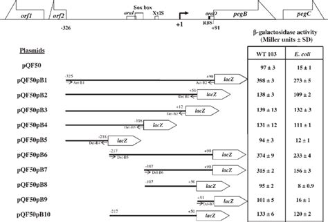 Deletion Analysis Of The Pegb Promoter Region A Series Of Lacz