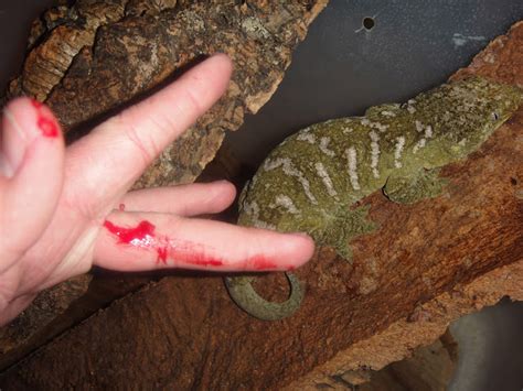 Leachie Gecko Facts And Pictures Reptile Fact