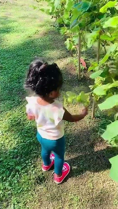 මිදි හොර ගෙඩියා Youtube