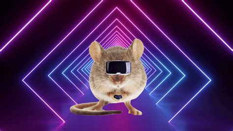 Mice Playing Vr Games Reveal An Unexpected Brain Region For Long Term