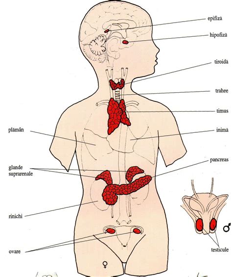 Sistemul Endocrin Al Omului
