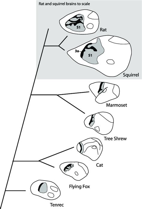 Evolutionary Relationship Of Some Mammals With An Identified Or In The