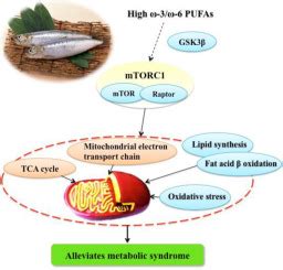 Mtorc The Journal Of Nutritional Biochemistry
