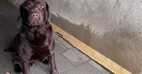Jœuf Le labrador tapageur adopté le jour de son arrivée au refuge