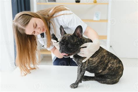 Veterinarian Woman Examines The Dog And Pet Her Animal Healthcare