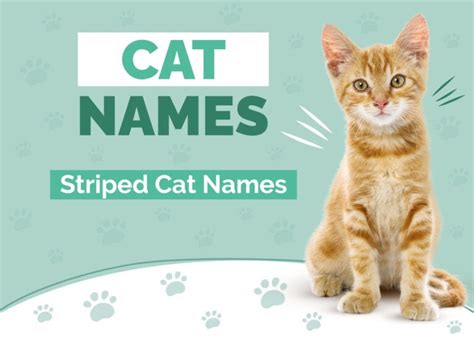 165 Striped Cat Names Our Top Picks For Your Tiger Cat Hepper