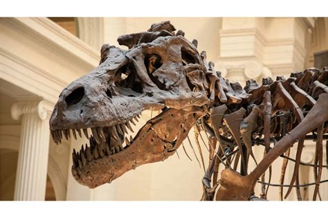 Chickens Share Dna With T Rex Animals Around The Globe Chickens Share Dna With T Rex Animals Around The Globe