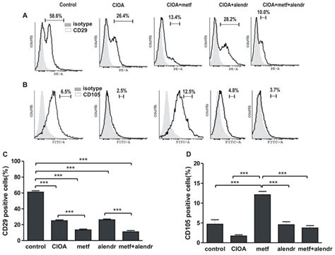 Flow Cytometry Data A Percentage Of Cd29 Fibroblast Like Cells B
