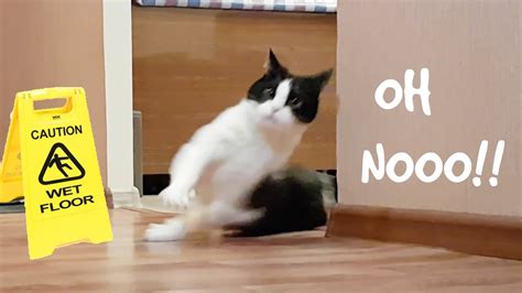 Slipping Cat On Wet Floor Youtube