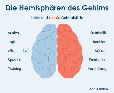 Hemisphäre Des Gehirn Anatomie Und Funktion Medi Karriere