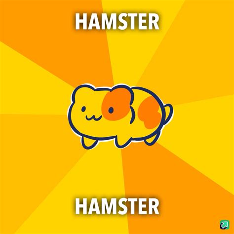 Hamster Meme On Imgur