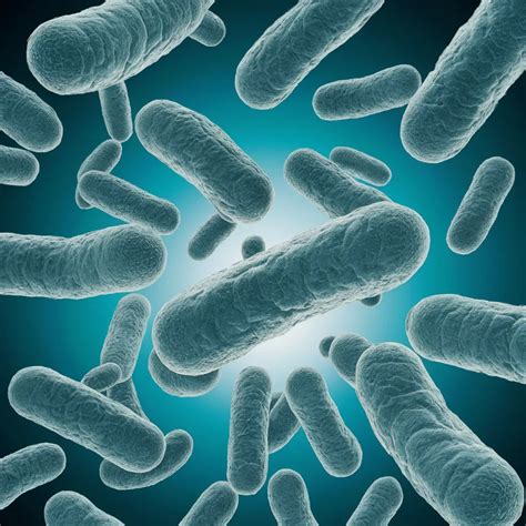 Lactobacillus Spp Biochemical Test