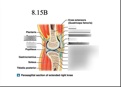 Anatomy Final Exam Figures Diagram Quizlet