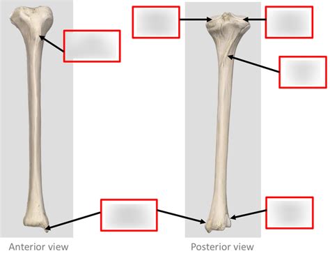 Tibia Diagram Quizlet