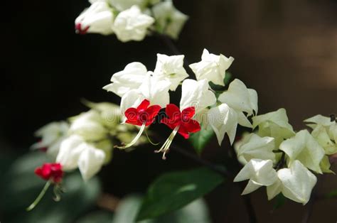 Flower On The Java Island In Indonesia Stock Image Image Of Flora