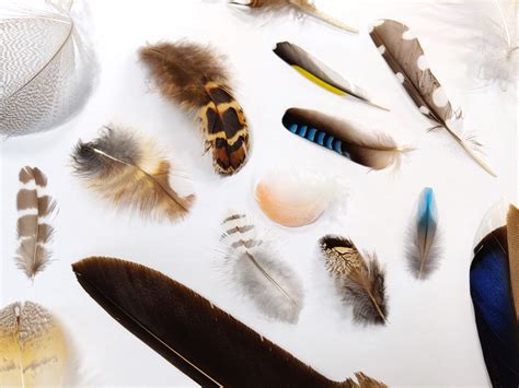 How To Identify Bird Feathers Discover Wildlife 51 Off