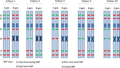 Schematic Representation Of Inter Homoeolog SNPs Hemi SNPs And Simple