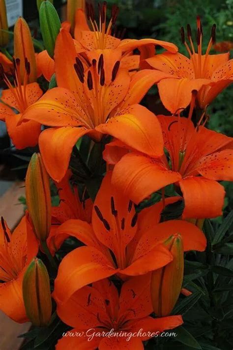 Orange Pixie Lily Red Lily Flower Day Lilies Types Of Lilies