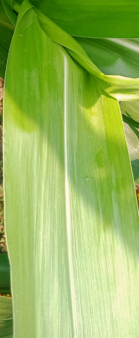 Final Data Object Detection Dataset And Pre Trained Model By Yolov8