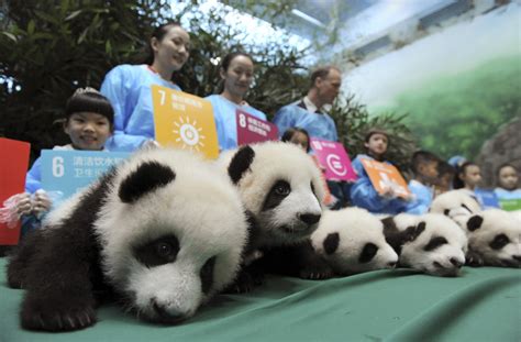 Adorable Baby Pandas Displayed At China S Breeding Base