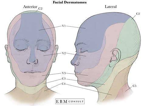 Dermatome
