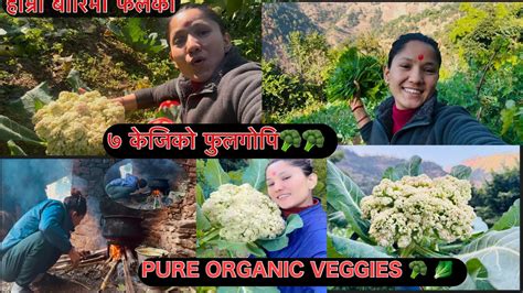 हाम्रो बारिमा फलेको ७ केजिको गोपि😱🥦🥦खेतारालाइ बिहान देखि बेलुका सम्मको