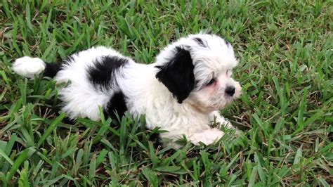 Are Maltese White