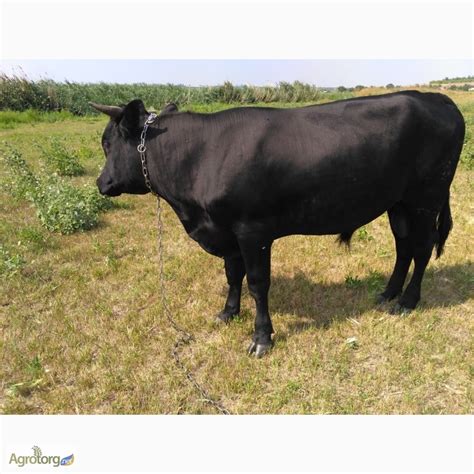 Продам быка, Николаевская обл — Agrotorg