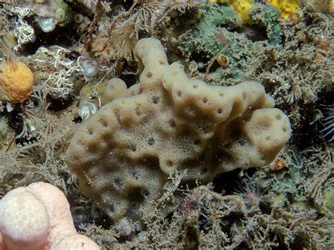 Dendroceratida Отряд Order Dendroceratida 2 семейства