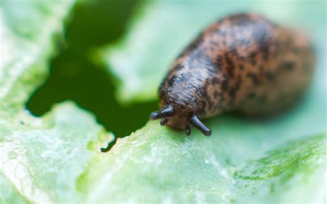 Man Dies 8 Years After Swallowing A Live Slug That Left Him Paralyzed