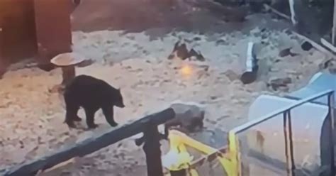 Woman Sleeps With Python Every Night Then He Stops Eating And Vets Learn His True Colors