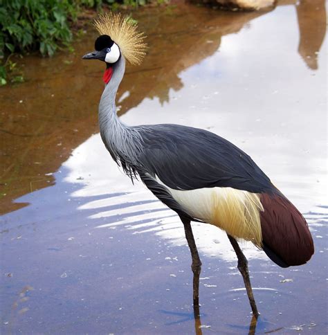 African Crowned Crane Most Beautiful Types Of Birds Sector