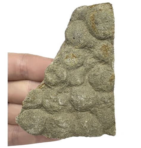 Fossils For Sale Fossils Early Life One Of The Oldest Fossils Ever Rare Ediacaran