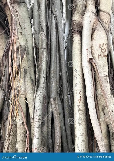Tree Branch Texture With Names Engraved On Branches Stock Image Image