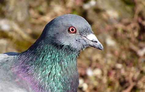Pidgin 1080p 2k 4k 5k Hd Wallpapers Free Download Wallpaper Flare