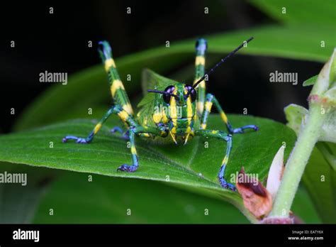 Close Up Of A Yellow And Green Grasshopper Chromacris Species Stock