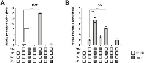 Figure 1 From Acquisition Of Avian Origin Pb1 Facilitates Viral Rna