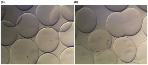 Light Microscope Images Displaying Droplet Coalescence After Jet Download Scientific Diagram