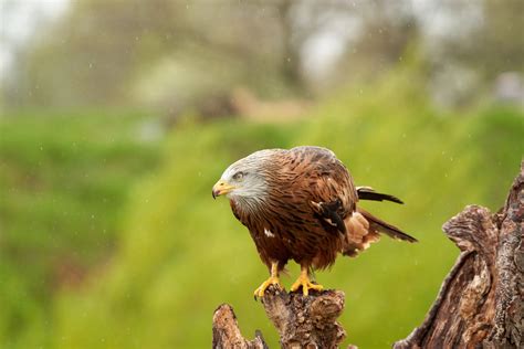 British Birds Of Prey Identification Identifying Raptors