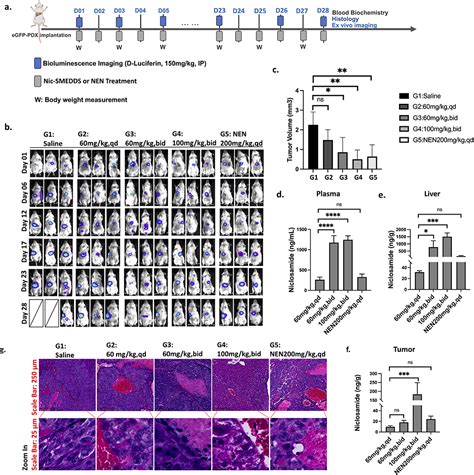 Hepatocellular Carcinoma Treatment Ijn