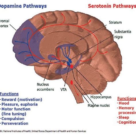 Diagram Depicting The Various Regions Of The Brain Under The Influence