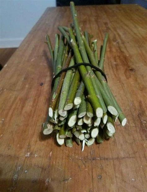 50 Austree Willow Hybrid Tree Starts Privacy Hedge Fast Growing Etsy