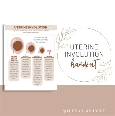 Uterine Involution Postpartum Handout Etsy